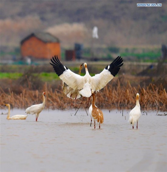 160,000 migratory birds arrive at lake area, E China - People's Daily ...