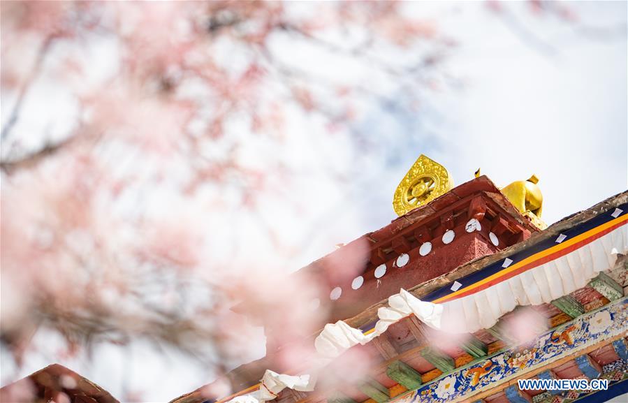 Spring scenery in Lhasa, Tibet (4) - People's Daily Online