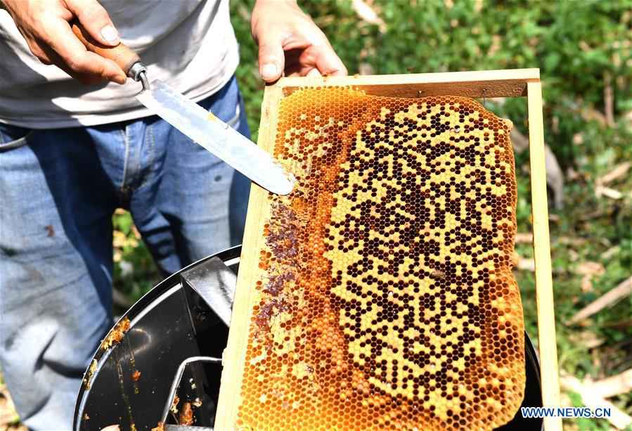 Beekeeping project helps alleviate poverty in S China's Baini Village ...