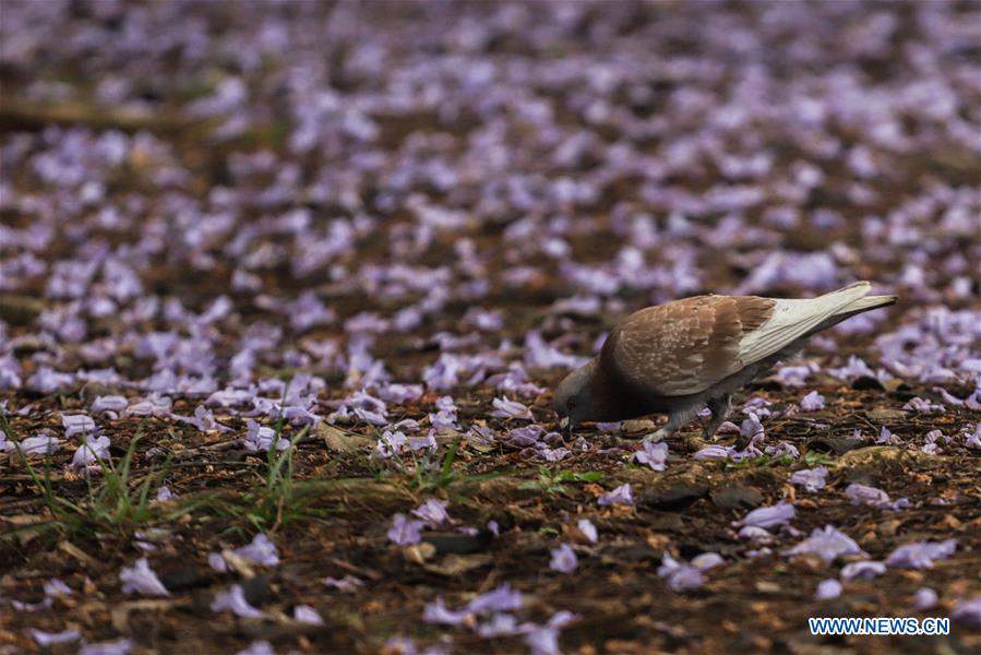 In pics: first day of spring in Sao Paulo, Brazil (4) - People's Daily ...
