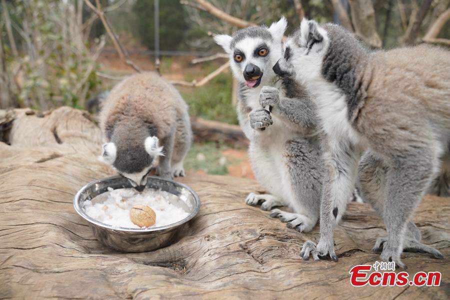 Animals enjoy speical congee for Laba Festival - People's Daily Online