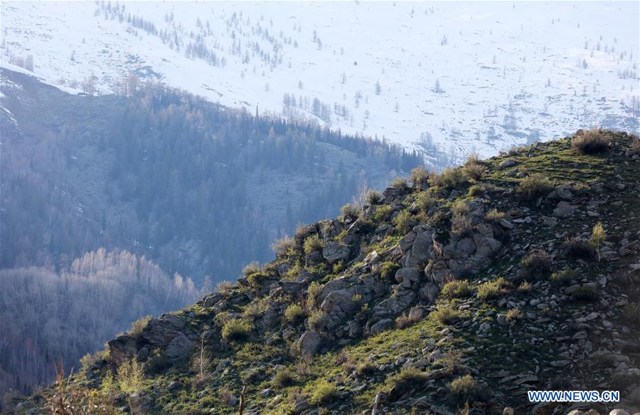 In pics: Spring scenery at Kiran valley in NW China's Xinjiang - People ...