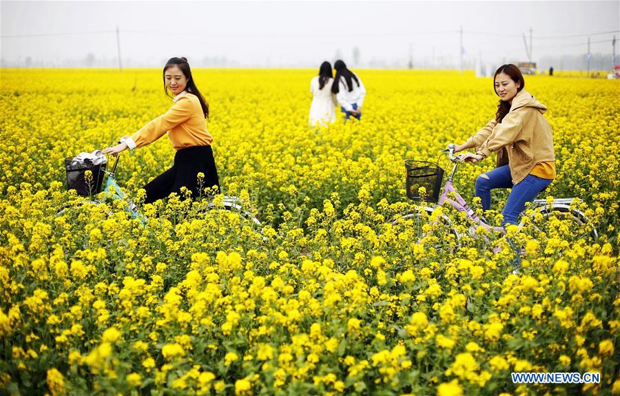 Rapeseed flowers attract many tourists in north China - People's Daily ...