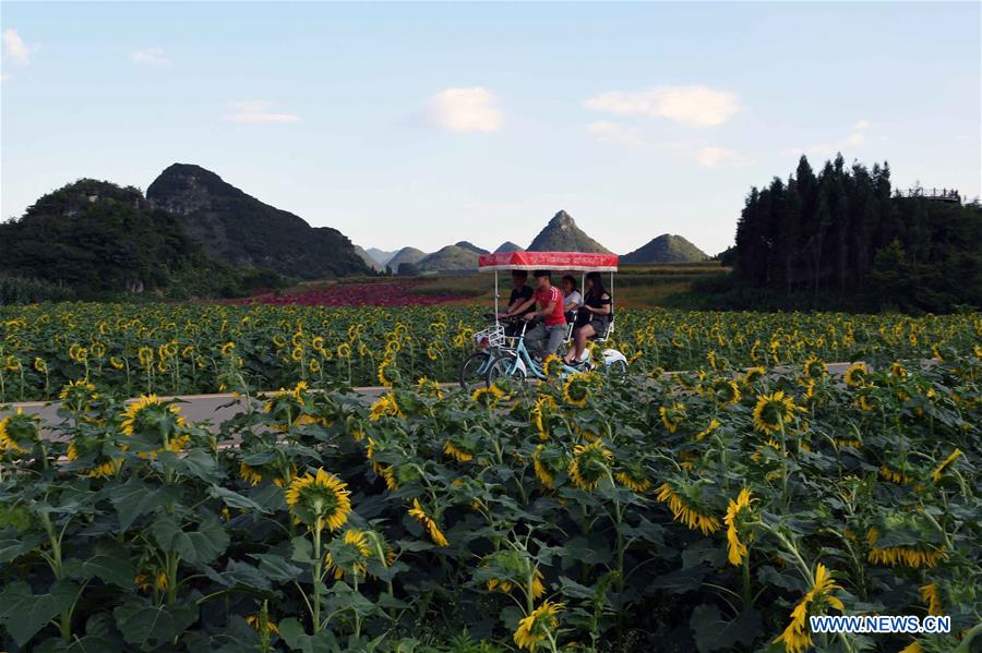 Colorful flower fields boost tourism in southwest China's Yunnan (13 ...