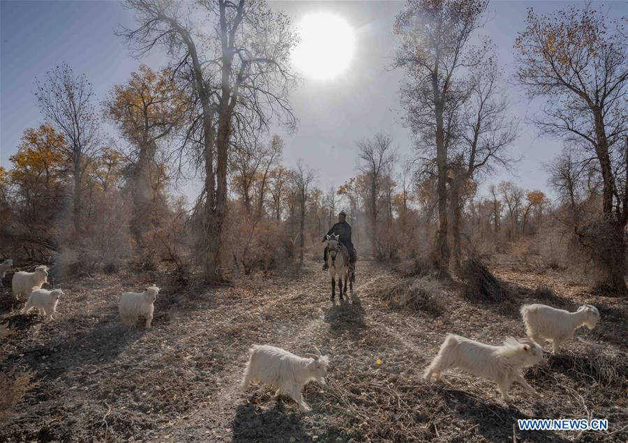 Desert poplar forest becomes tourist attraction in China's Xinjiang (5 ...